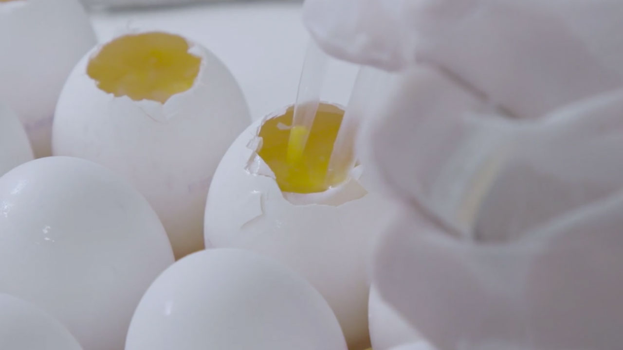 IBD prevention: vaccines based on IgY of egg origin