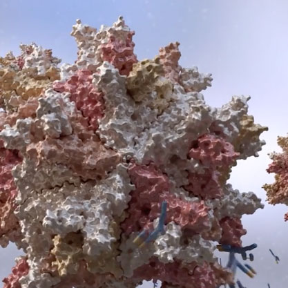 Gumboro Vaccine Uses Videos | Gumboro Prevention