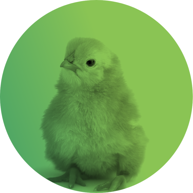 Articles on Diagnosis of Gumboro | Gumboro Prevention