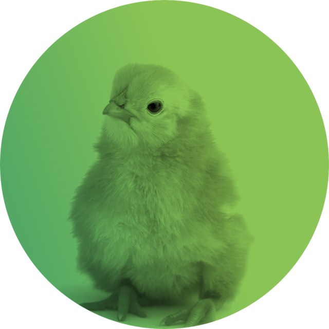 Gumboro Disease News | Gumboro Prevention