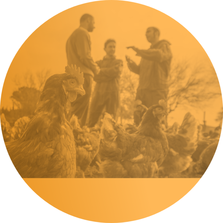 What is Gumboro Disease in Poultry | Gumboro Prevention