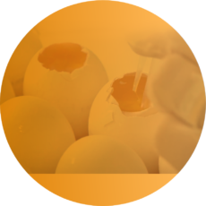 Gumboro Vaccine Uses Videos | Gumboro Prevention