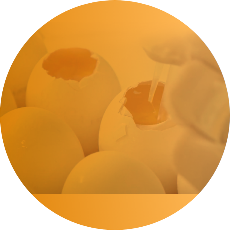 Gumboro Vaccine Uses Videos | Gumboro Prevention