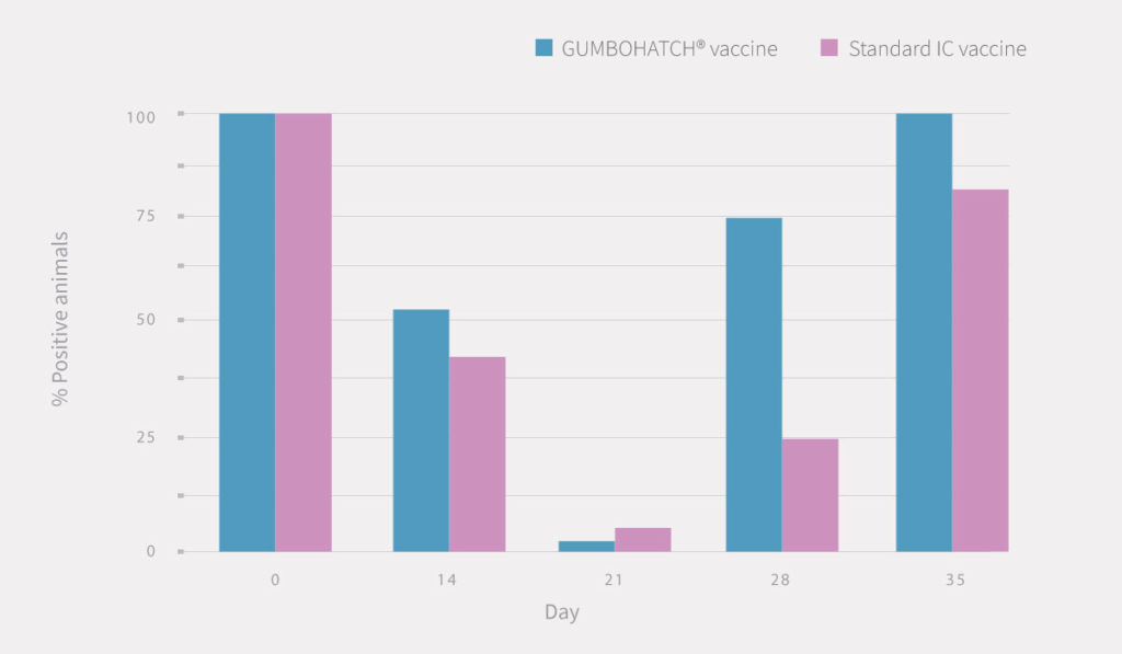 Improvements in Gumboro disease with immune complex vaccines