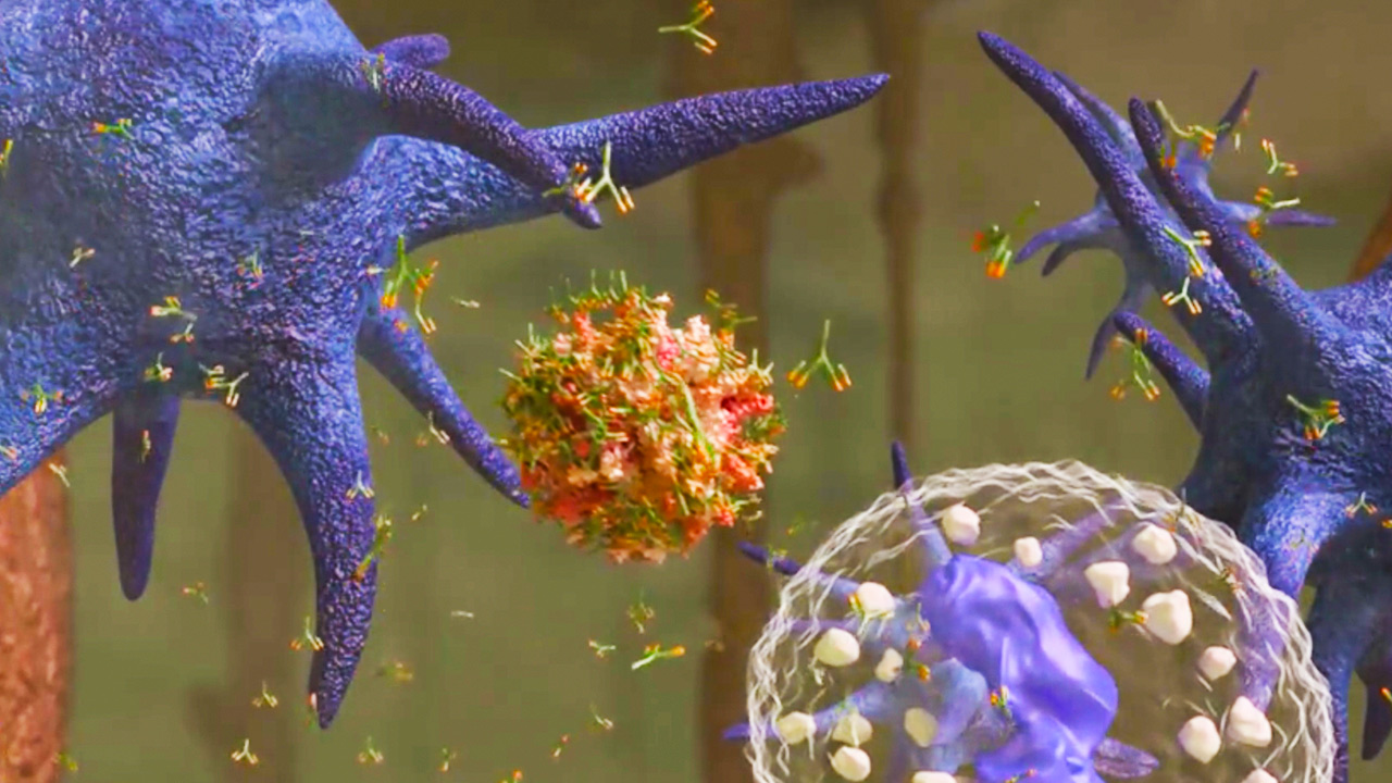 Mechanism of action of IBDV immune-complex vaccines