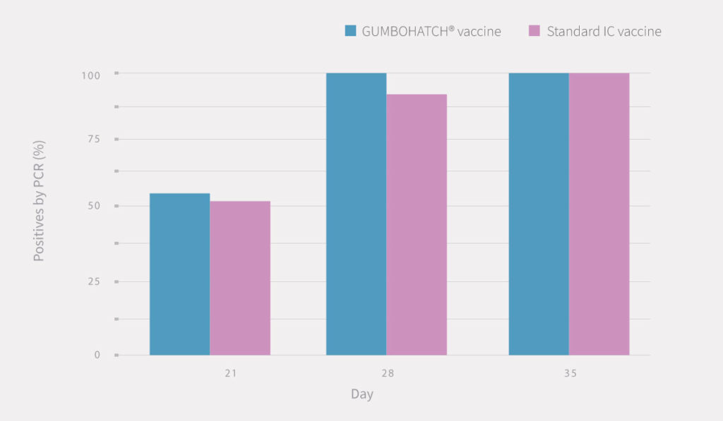 Improvements in Gumboro disease with immune complex vaccines