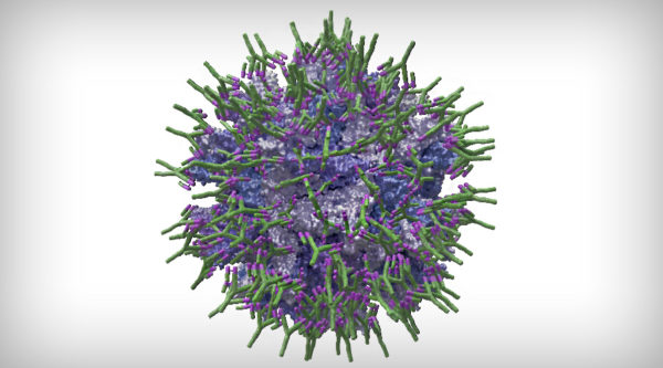 Development of immune complex vaccines against Gumboro disease.