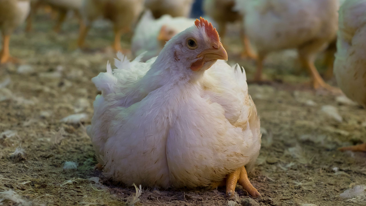 Avian immunosuppressive disease: How does it affect the poultry industry?