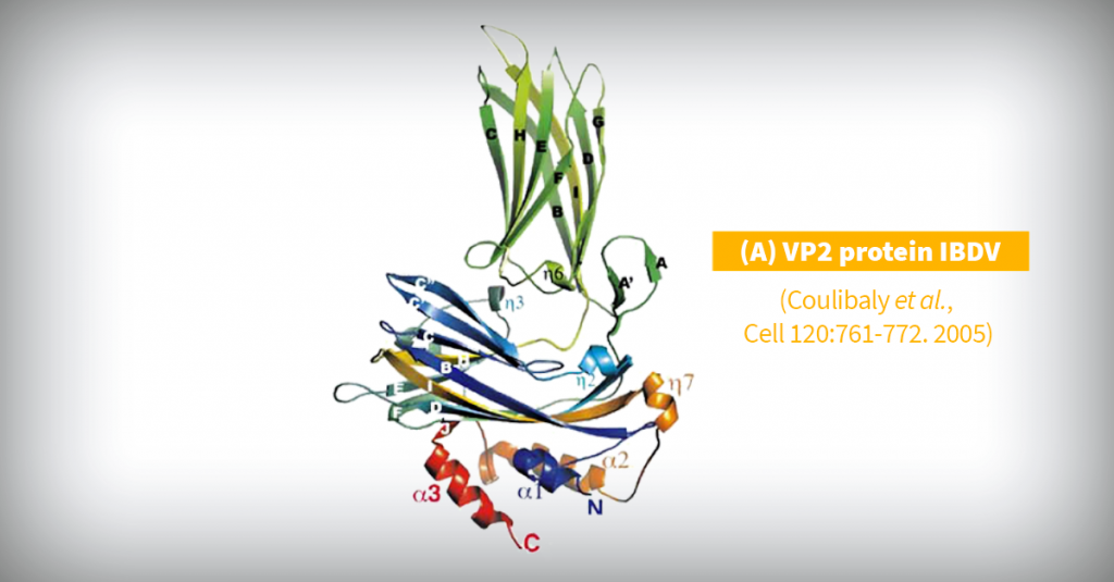 Evolution of IBDV. What to expect in the coming years?