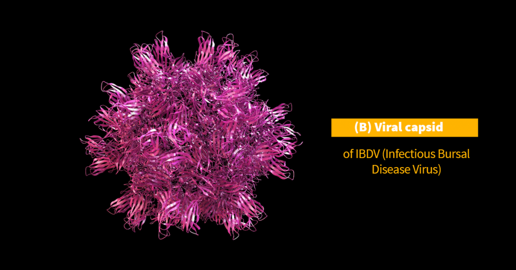 Evolution of IBDV. What to expect in the coming years?