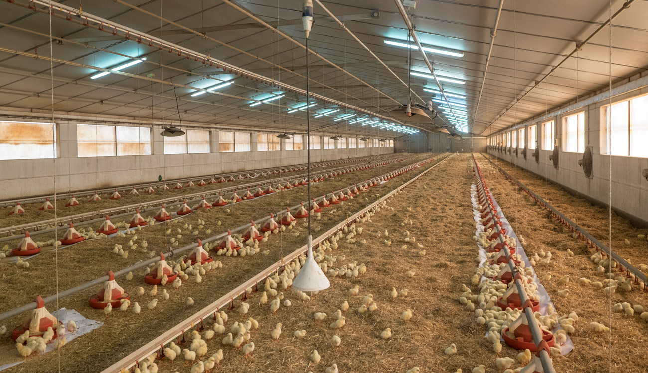 New Generation VS. Standard Immune Complex Gumboro Vaccine