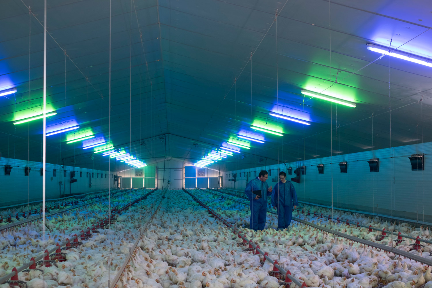 New generation immune complex vaccine displaces IBDV variant strains