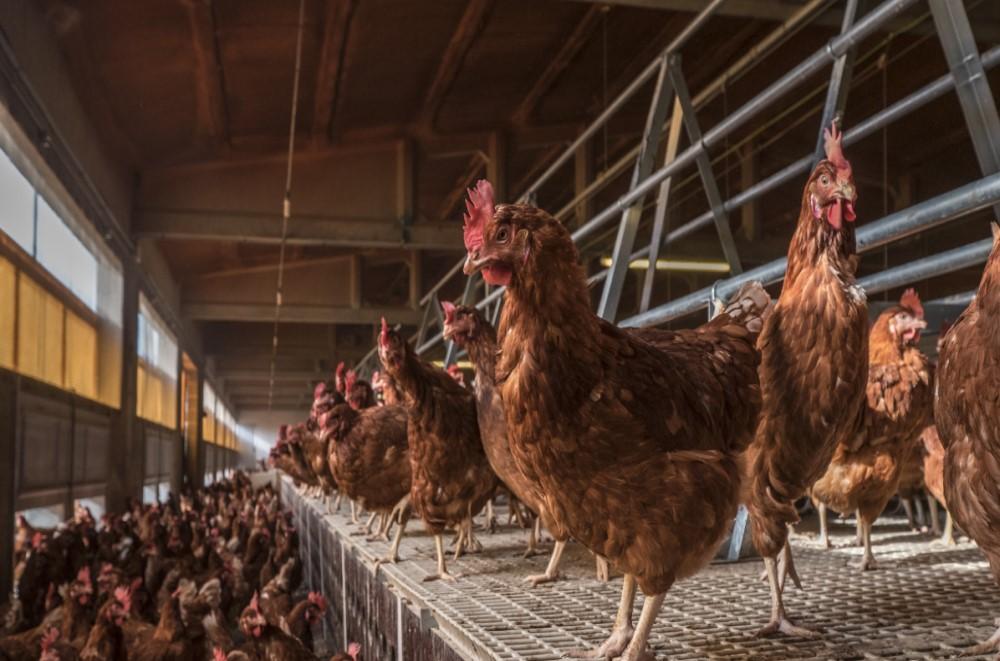 Immune complex vaccines for Gumboro disease in layer hens