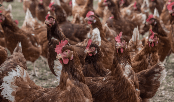 Immune complex vaccines for Gumboro disease in layer hens